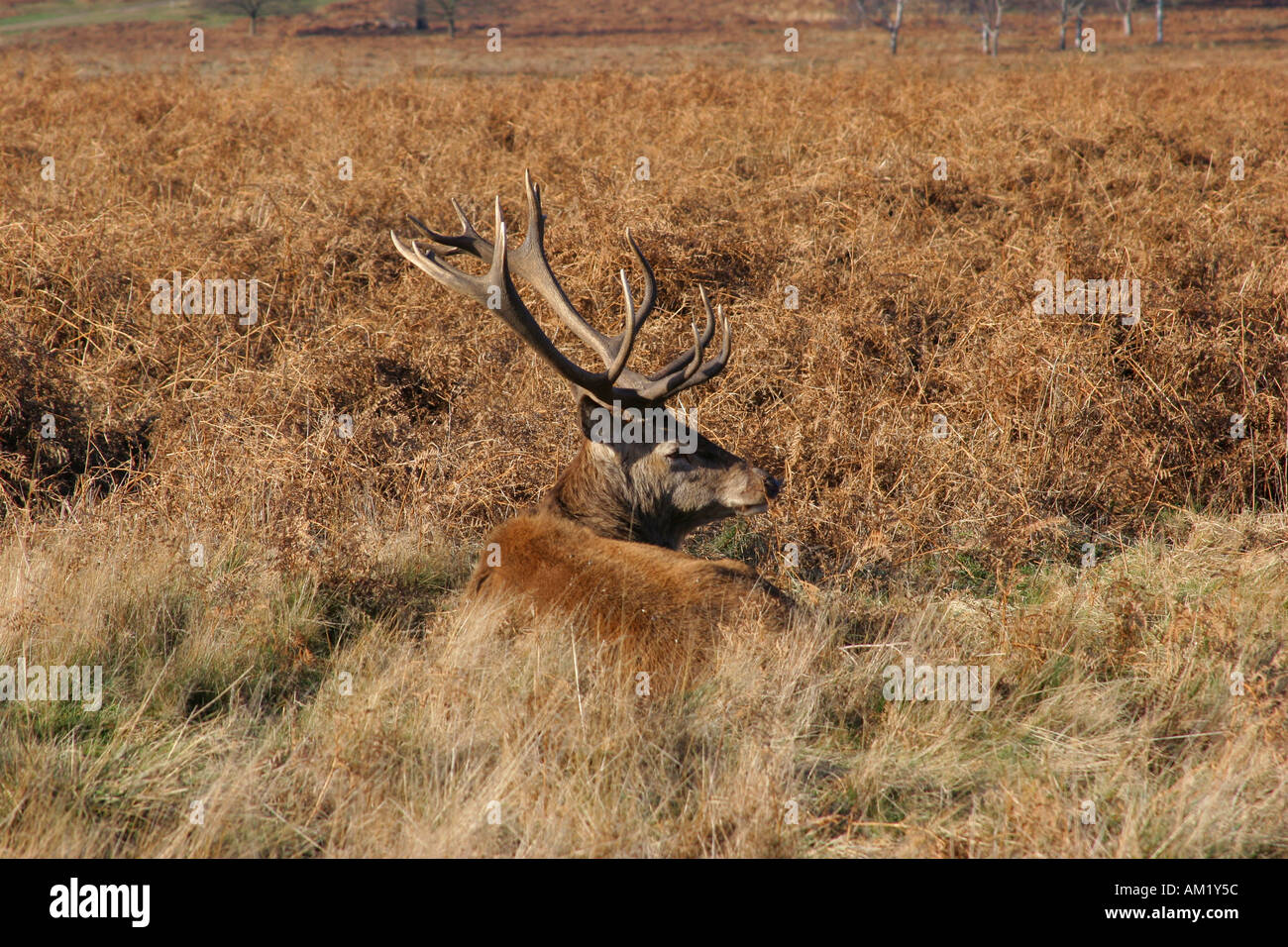 Red deer at rest in richmond park london england Stock Photo - Alamy