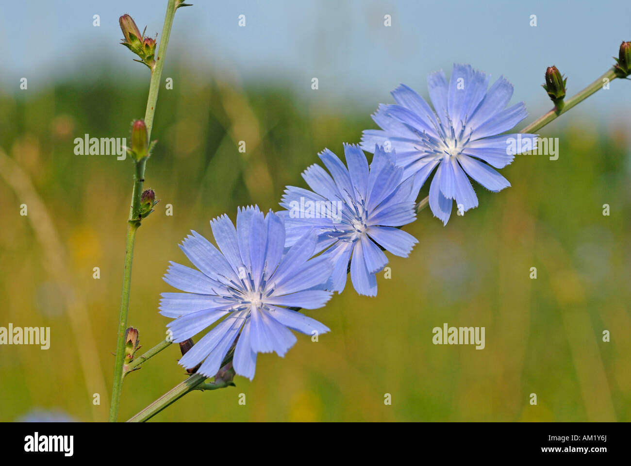 Common Chicory Cichorium intybus flowering Stock Photo - Alamy
