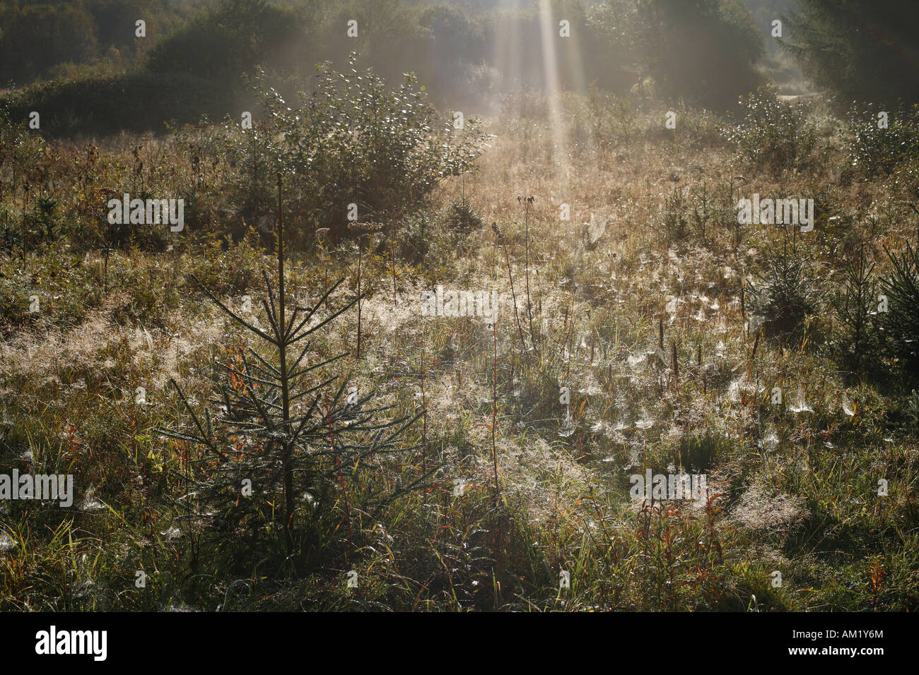 Red Moor, Rhoen, Hesse, Germany Stock Photo - Alamy