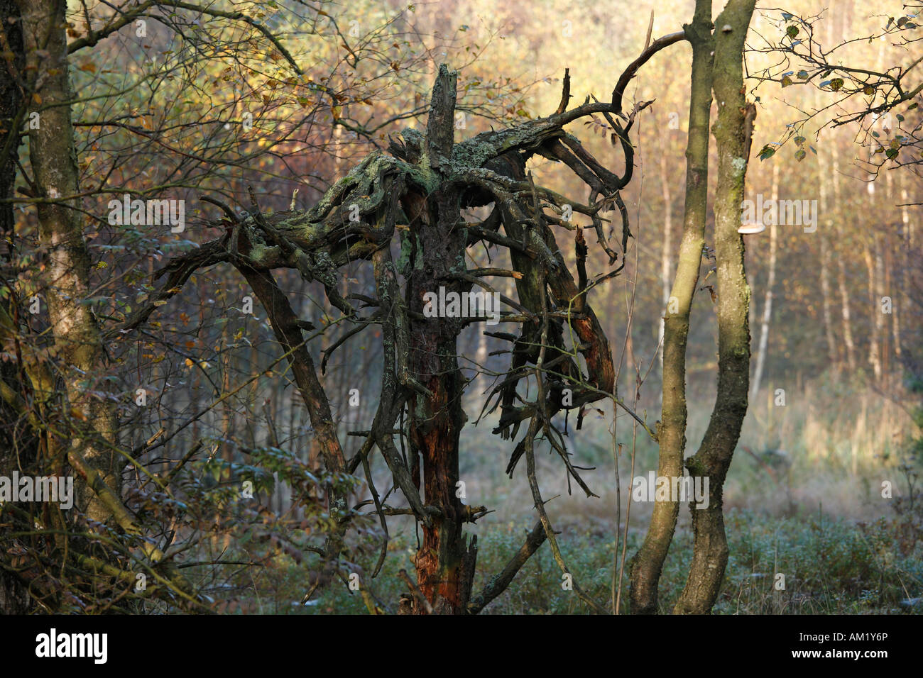 Red Moor, Rhoen, Hesse, Germany Stock Photo - Alamy