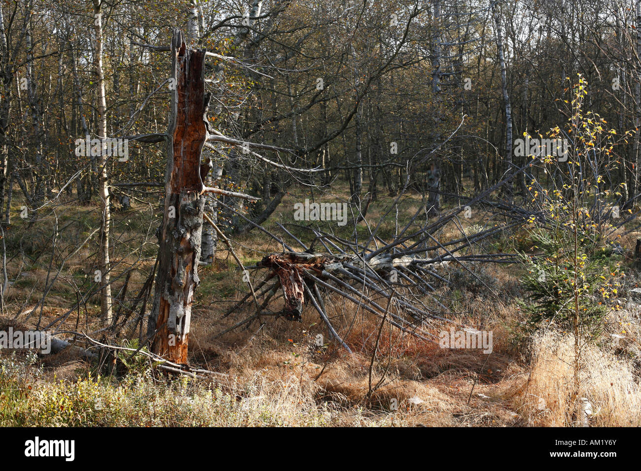 Red Moor, Rhoen, Hesse, Germany Stock Photo - Alamy
