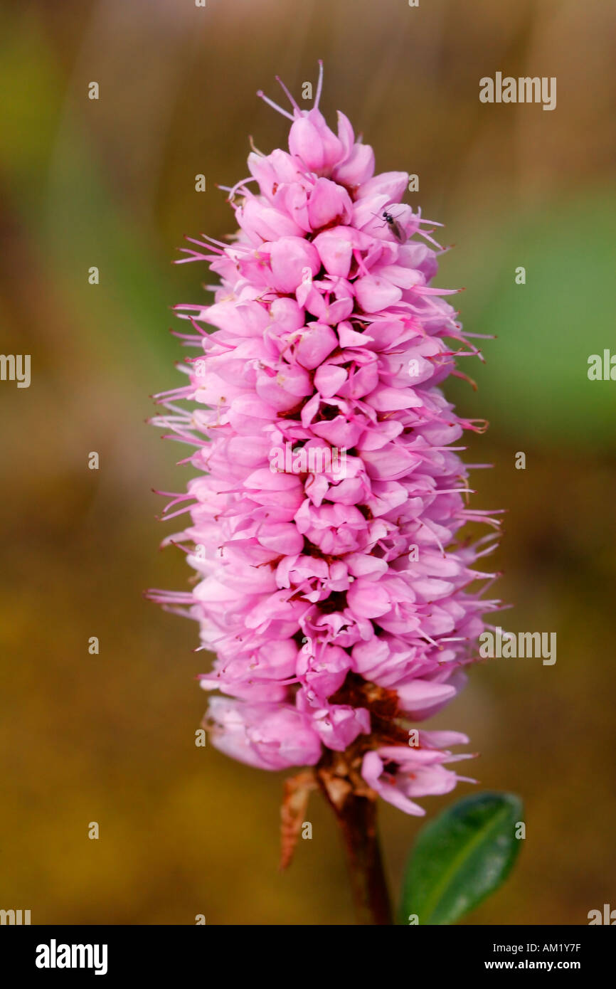 Pink Plumes Polygonum bistorta wildflowers Highway Pass Denali National ...