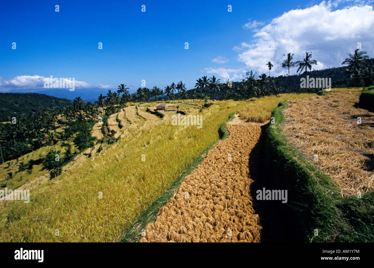 Indonesia, Bali, Munduk, rice fields Stock Photo - Alamy