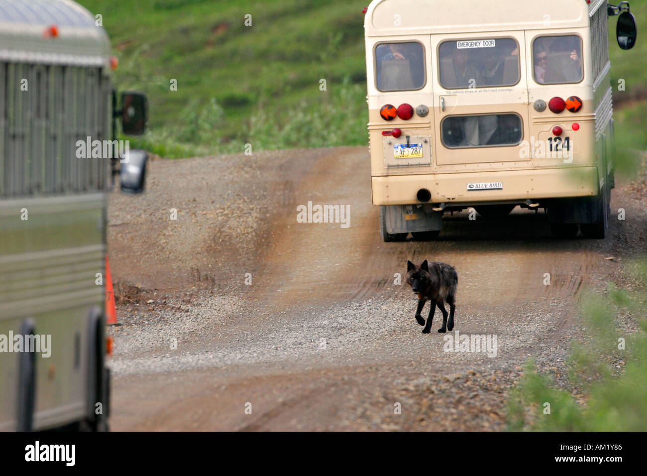 Wild wolf walks among the tour buses Denali National Park Alaska Stock ...