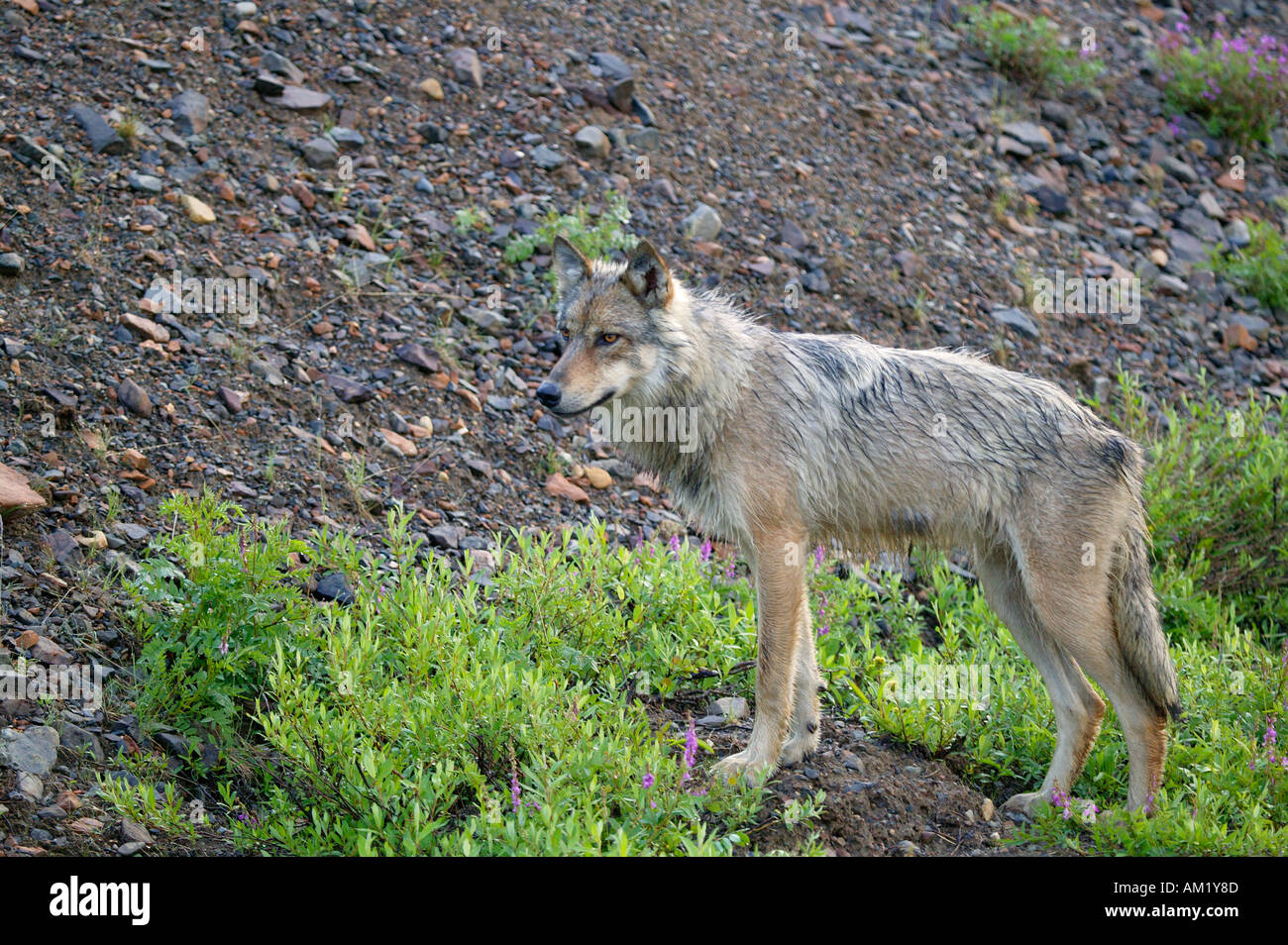 Grant creek wolf pack hi-res stock photography and images - Alamy
