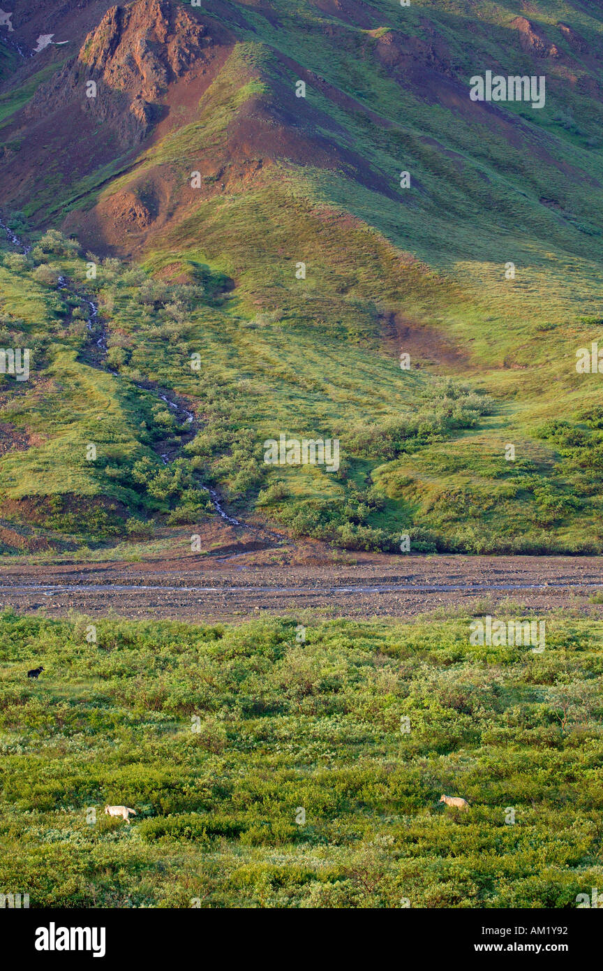 Wild wolves from the Grant Creek Pack Denali National Park Alaska Stock ...