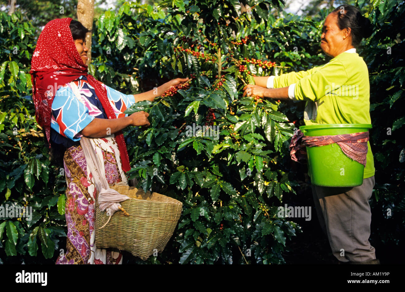 Handpicking coffee hi-res stock photography and images - Alamy