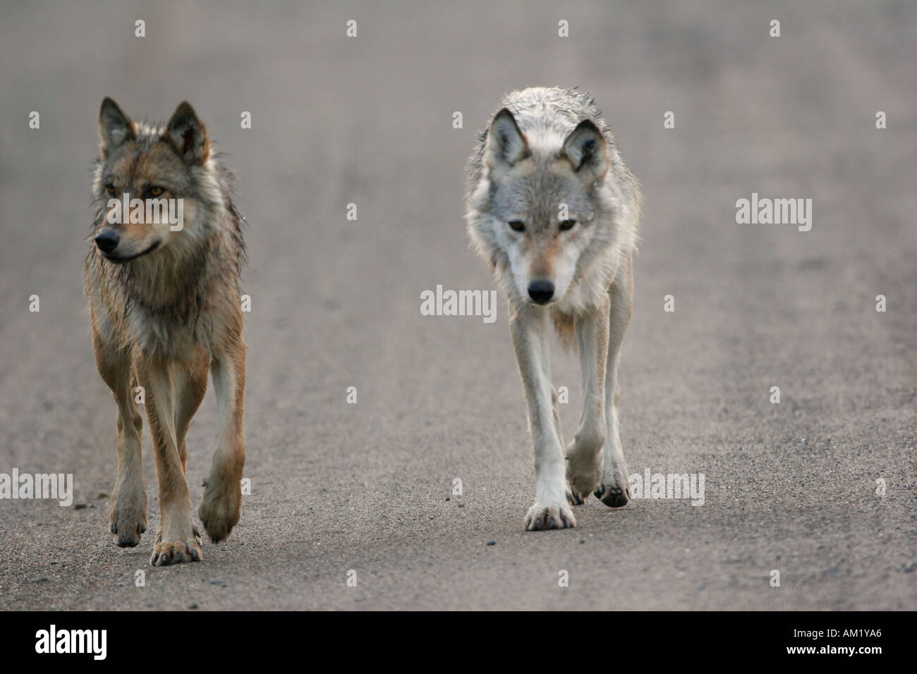 Wild wolves from the Grant Creek Pack Denali National Park Alaska Stock ...