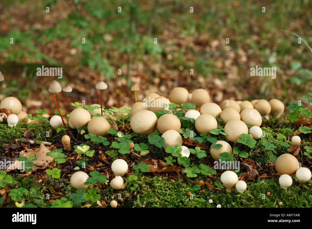 Scleroderma hi-res stock photography and images - Alamy