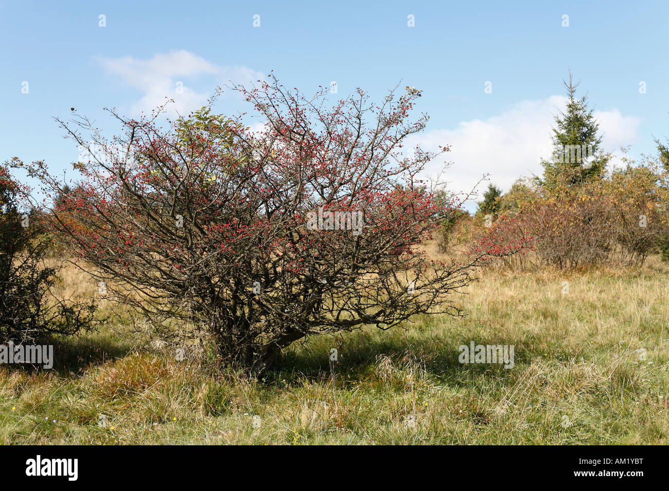 Crataegus laevigata hi-res stock photography and images - Alamy