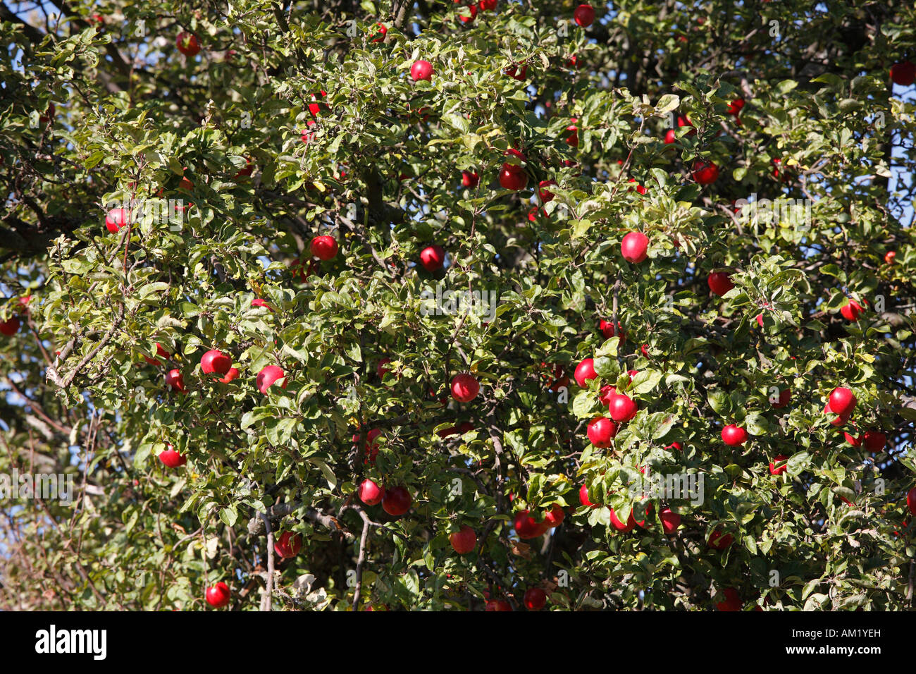 Apple tree, Germany Stock Photo - Alamy