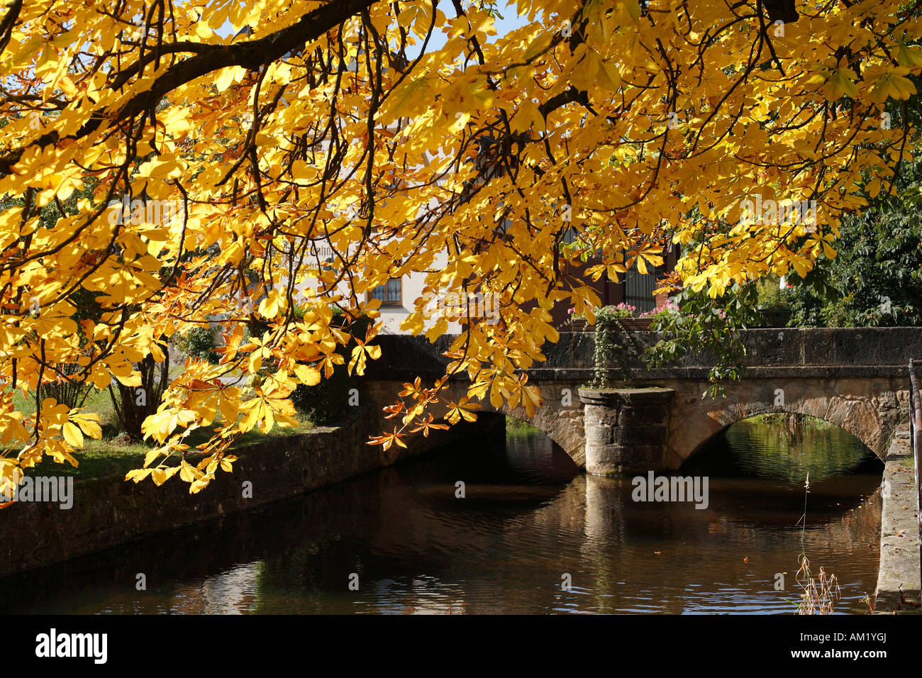 Horsechestnut Tree High Resolution Stock Photography and Images - Alamy