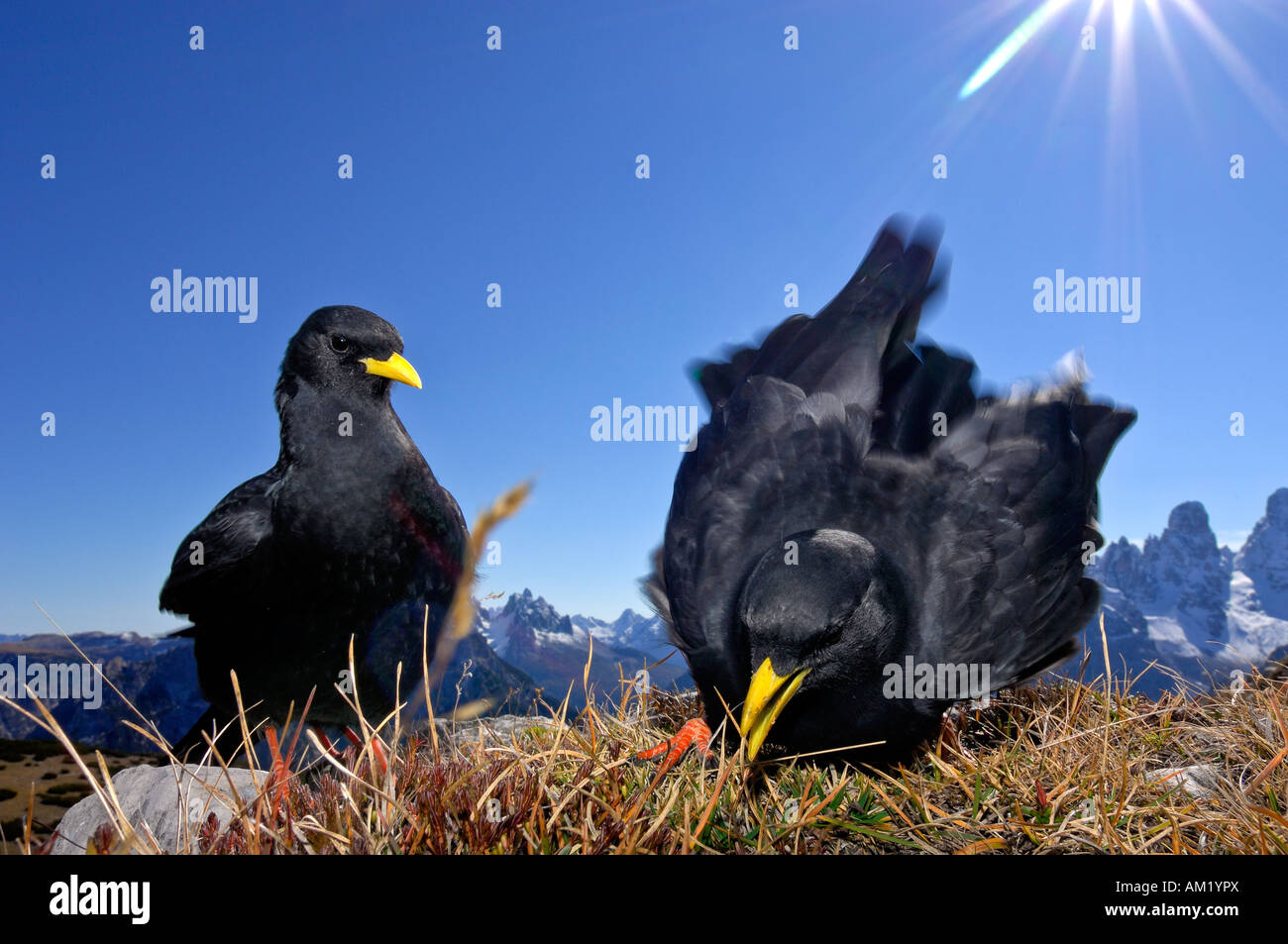 Two alpine choughs (Pyrrhocorax graculus Stock Photo - Alamy