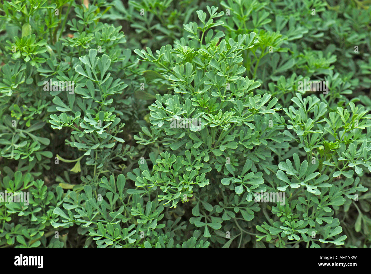 Common Rue (Ruta graveolens), leaves Stock Photo - Alamy
