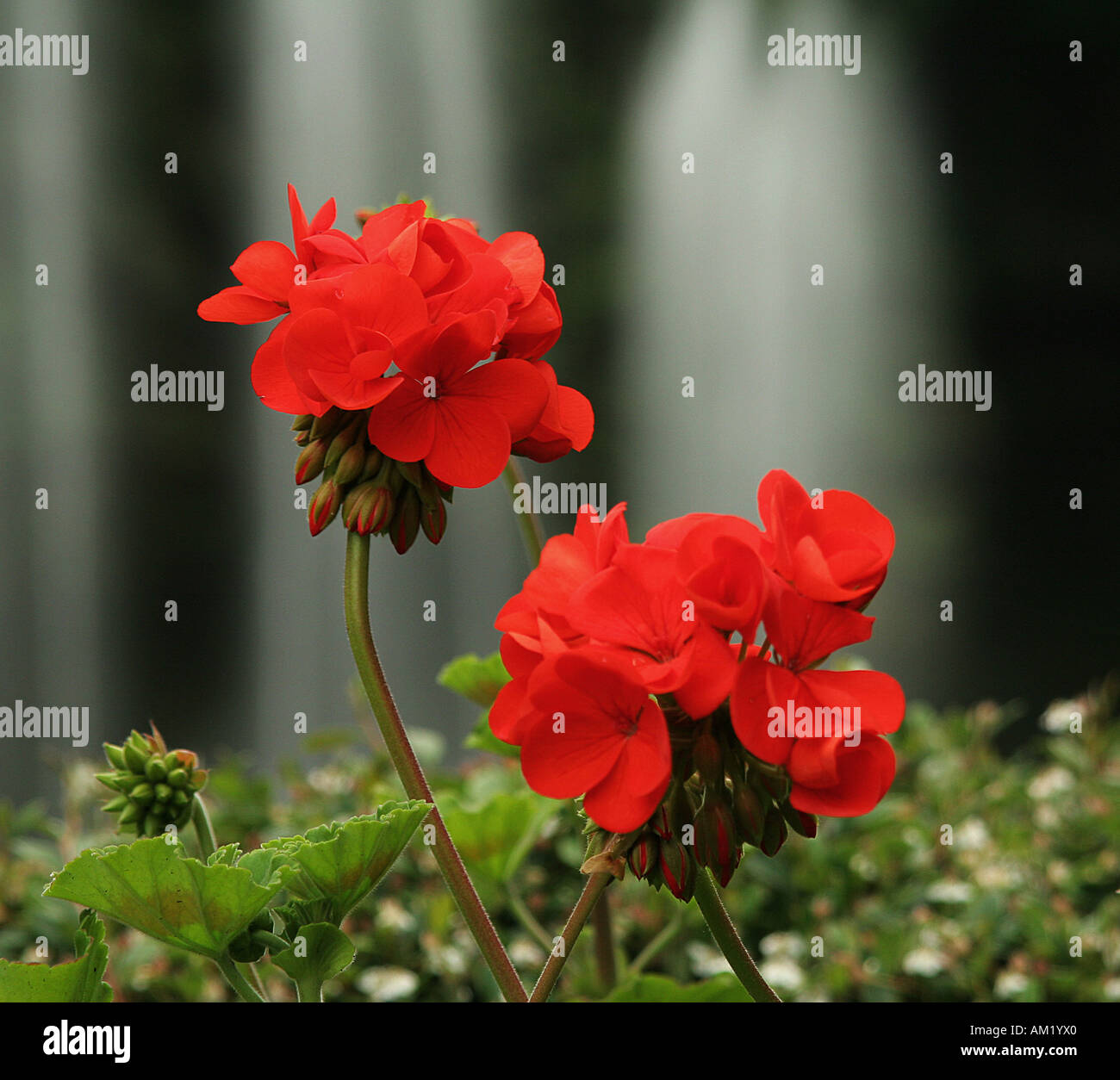 Two Red Pelargoniums Stock Photo - Alamy