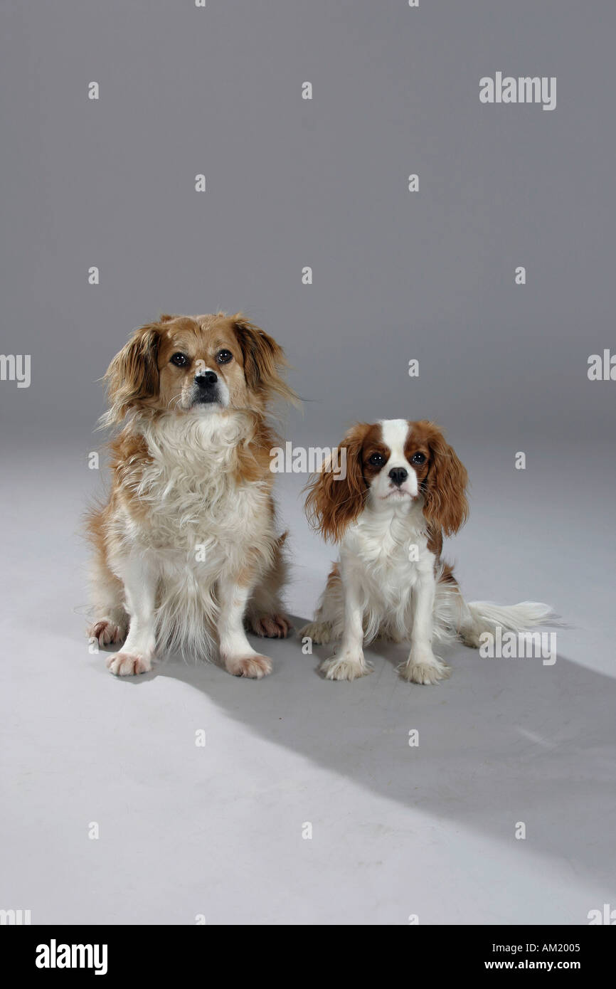 Cavalier King Charles Spaniel Mix