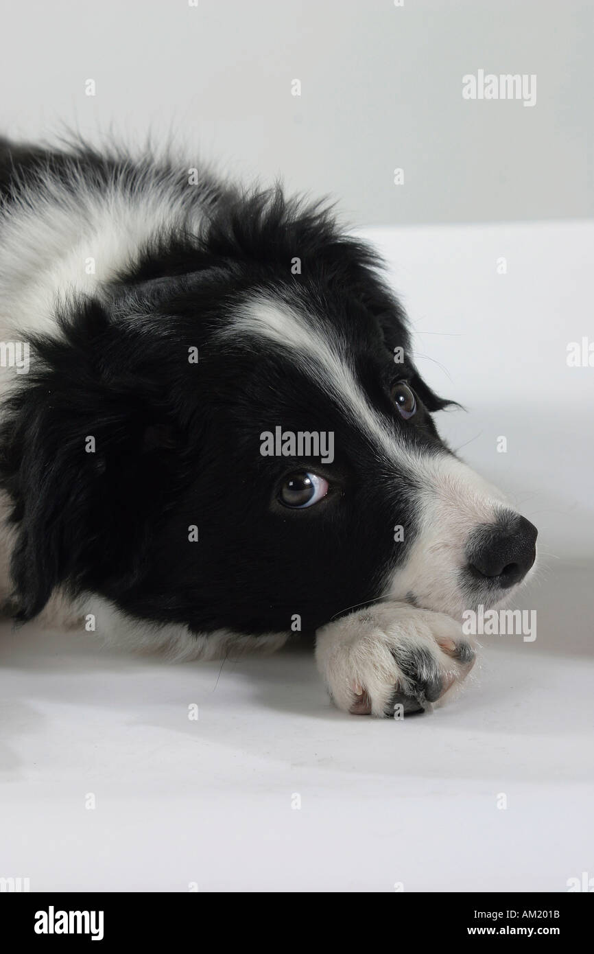 10 wochen alt hi-res stock photography and images - Alamy