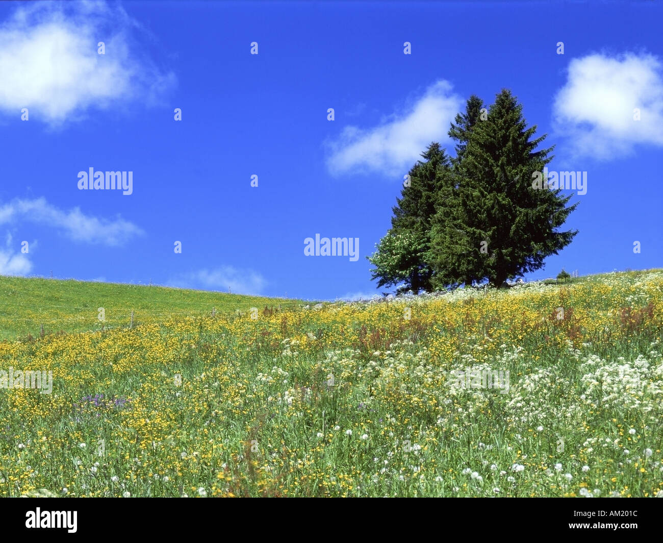 Schwarzwald wiese hi-res stock photography and images - Alamy