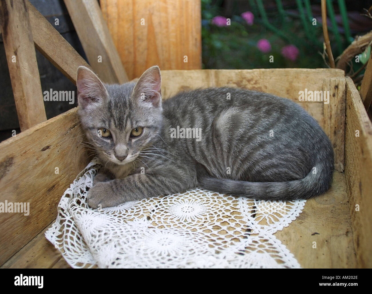 Xcat hi-res stock photography and images - Alamy