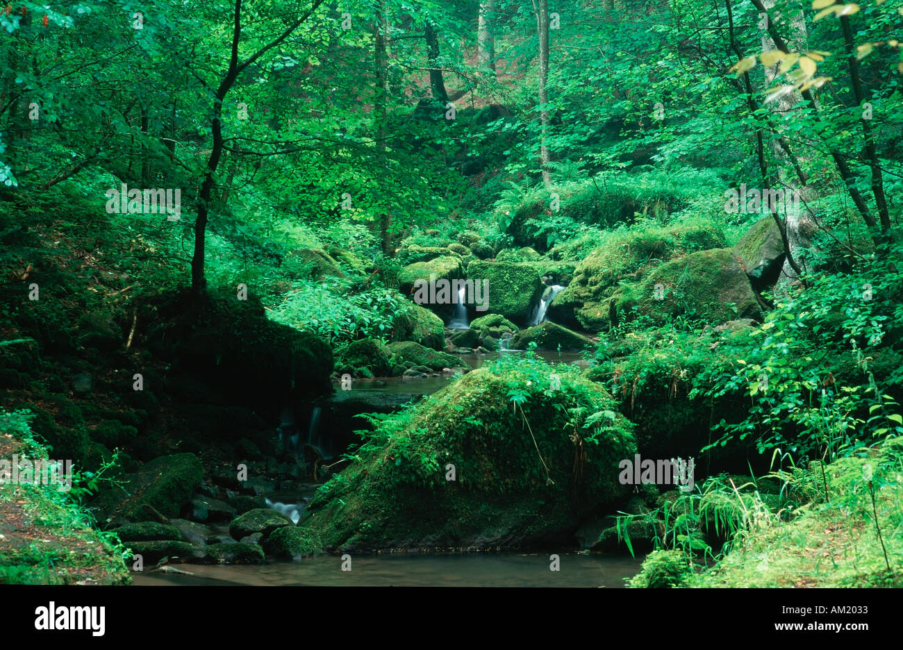 Forest Brook Stock Photo - Alamy