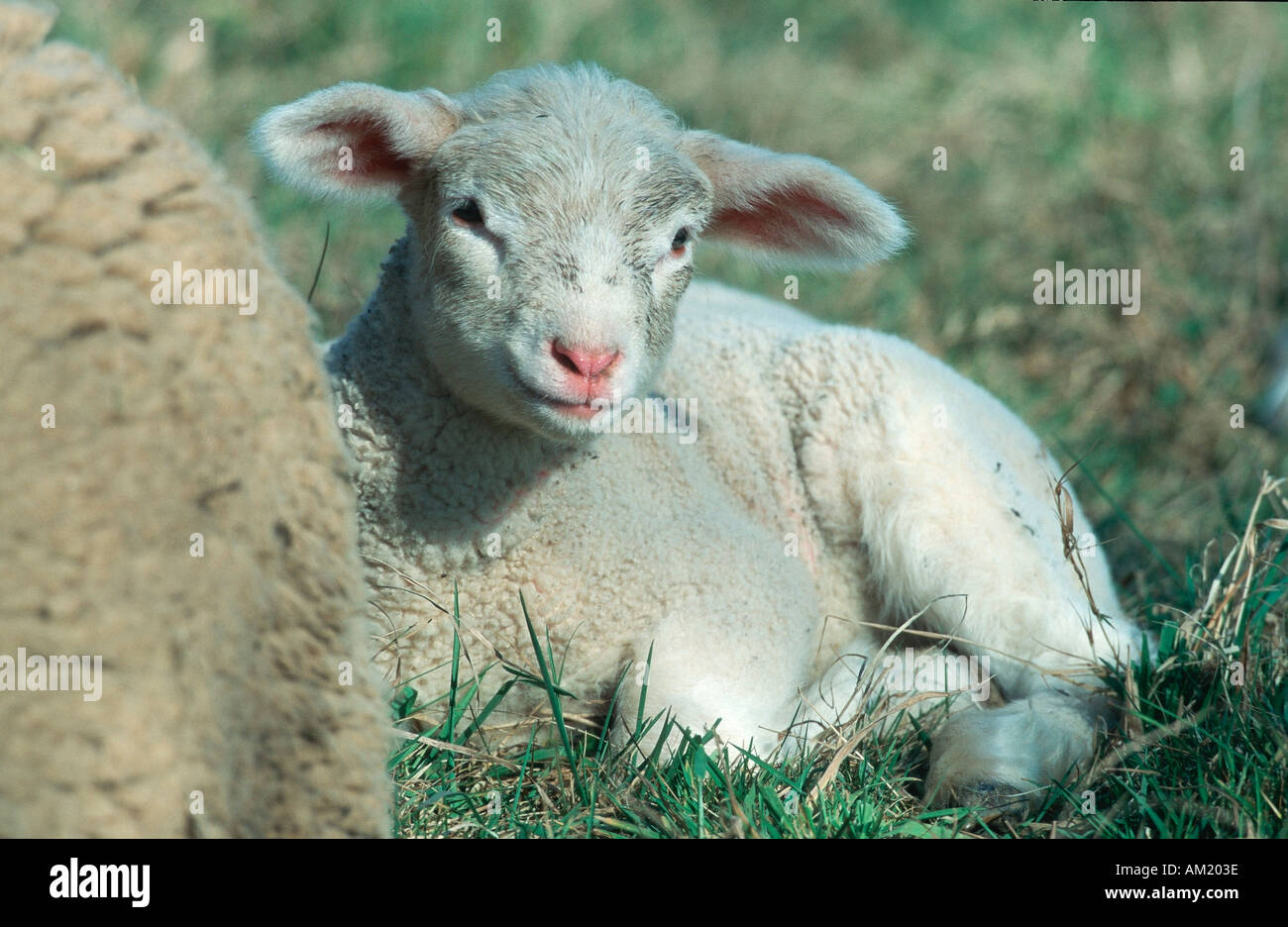Domestic Sheep Stock Photo - Alamy