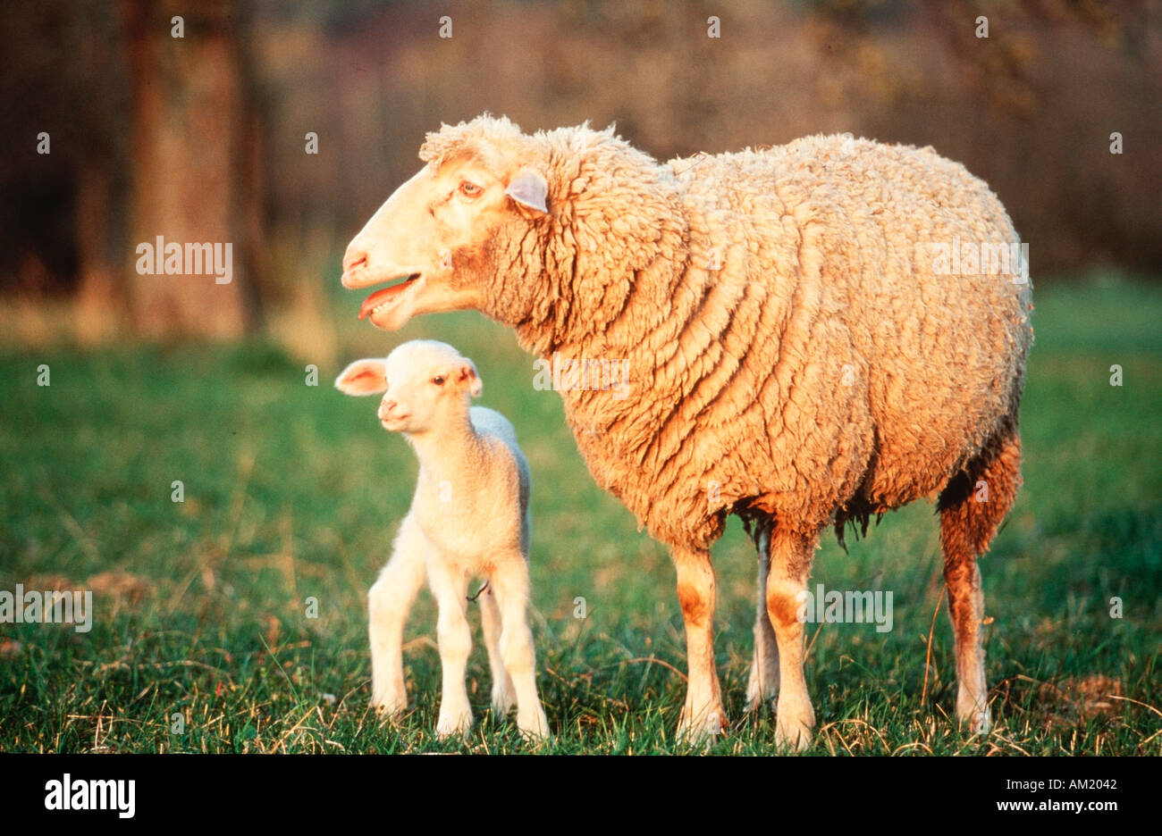 Domestic Sheep Stock Photo - Alamy