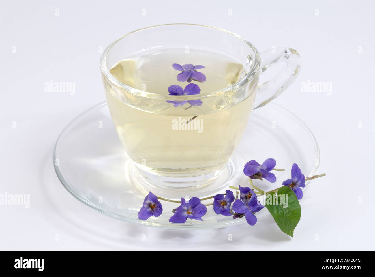 Sweet Violet (Viola odorata), cup of tea and flowers, studio picture ...