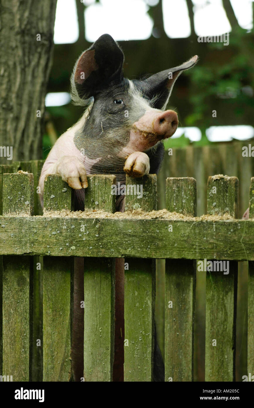 Domestic Pig Stock Photo - Alamy