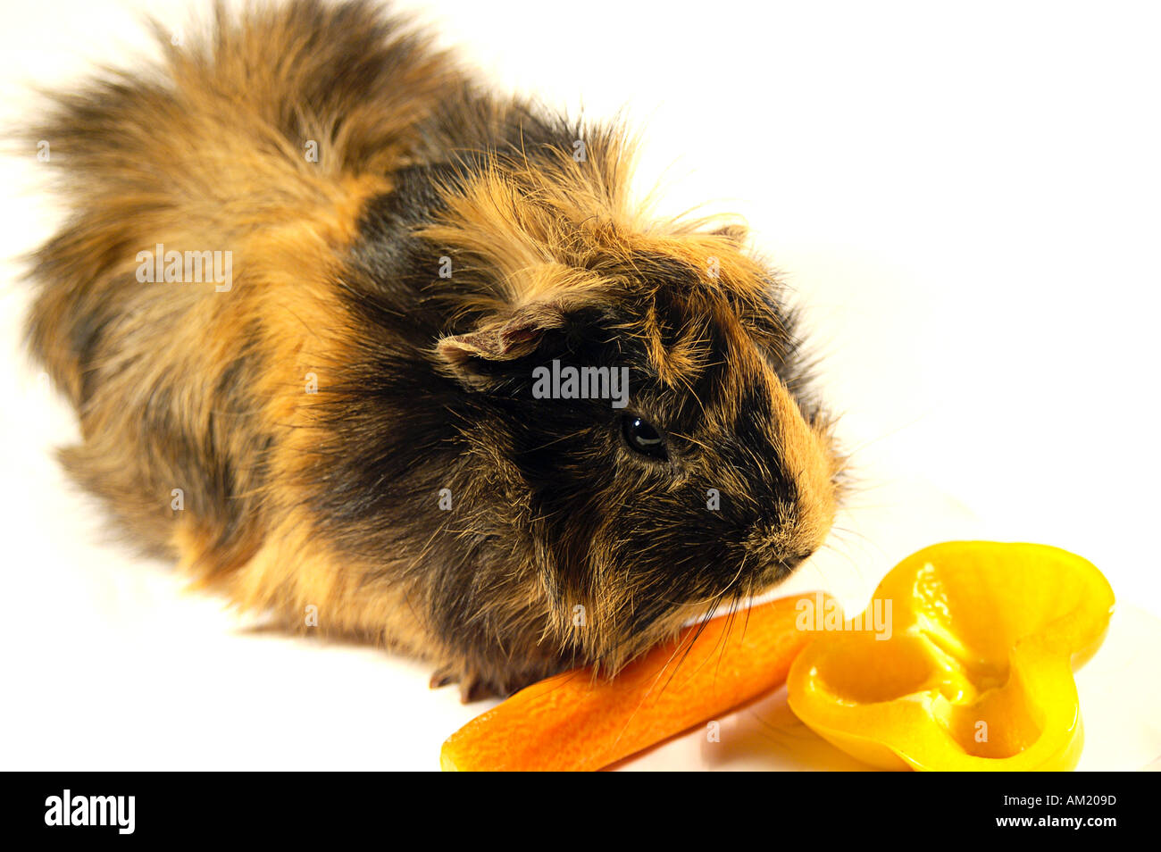 A Portrait of a Guinea Pig Caviidae Stock Photo - Alamy