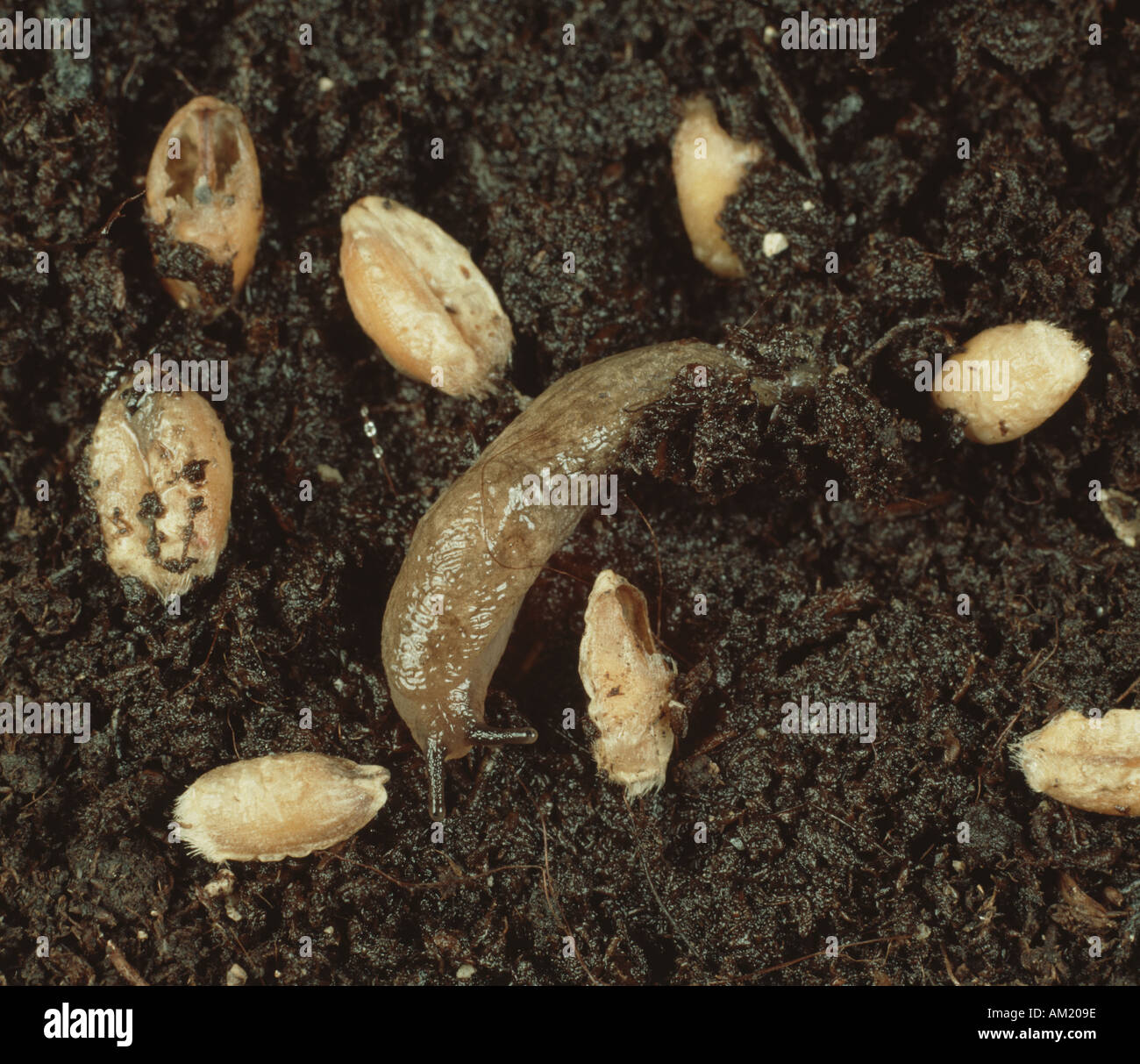 A grey field slug Deroceras reticulatum with wheat grain or seed thaty ...