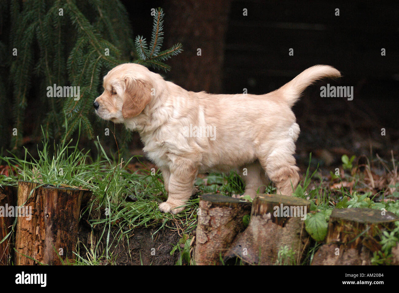 Golden Retriever puppy standing Stock Photo - Alamy