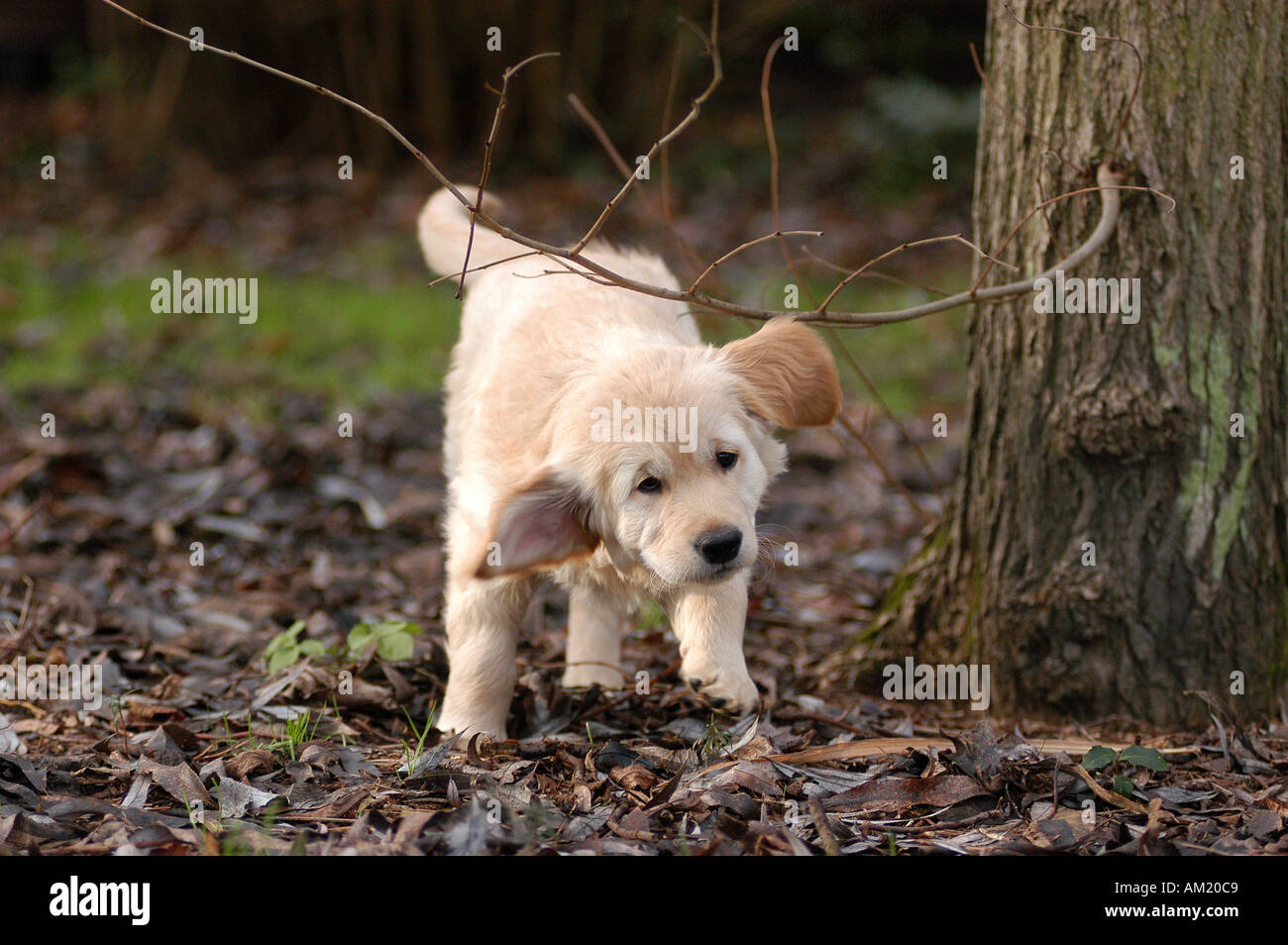 Golden Retriever puppy shaking Stock Photo - Alamy