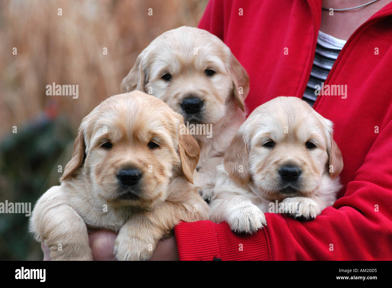 Three Golden Retriever puppies on an arm Stock Photo - Alamy
