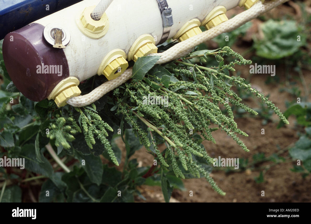 Hectaspan weed wiper treating weed beet with Roundup in field crop ...