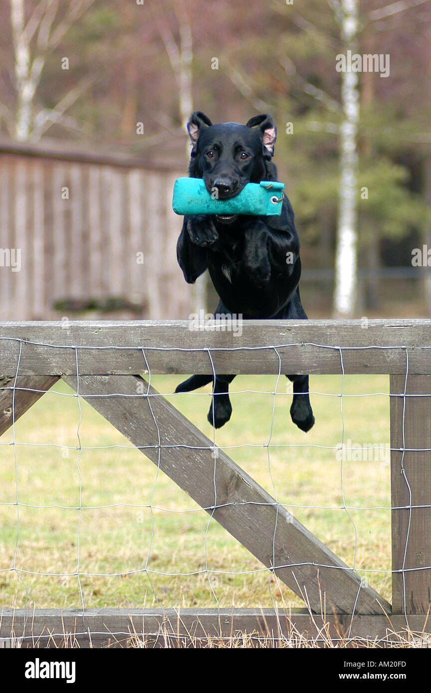 Black labrador dog jumping fence hi-res stock photography and images ...