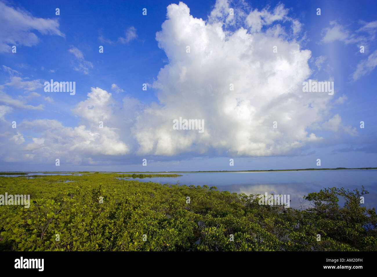 Mangroves in estuary near Key West, Florida, USA Stock Photo - Alamy