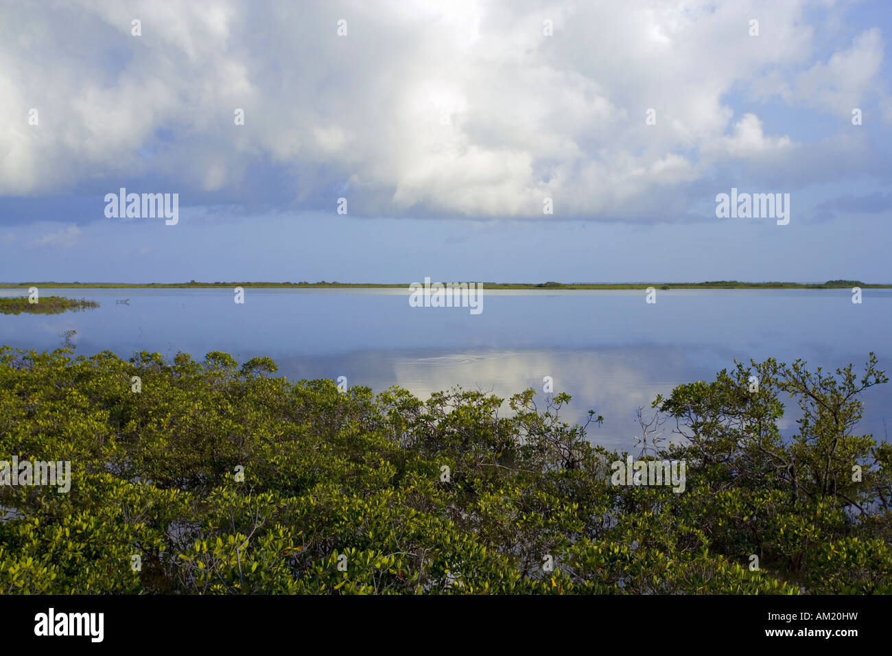 Mangrove swamp estuary usa hi-res stock photography and images - Alamy
