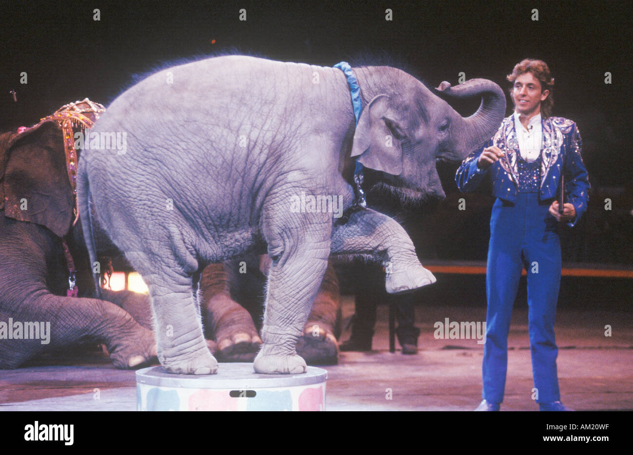 Baby Elephant and Performer Ringling Brothers Barnum Bailey Circus ...