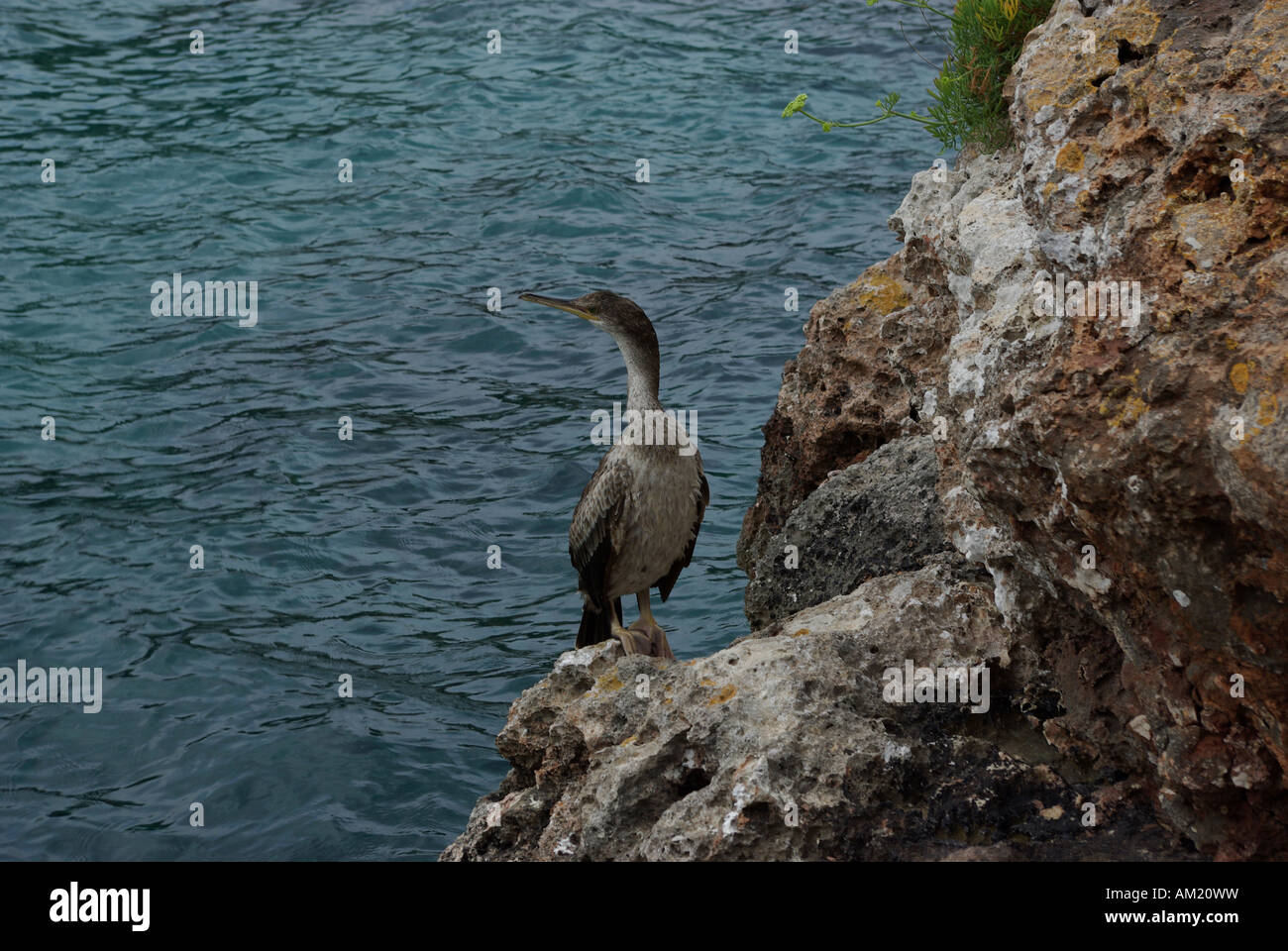 Bird on rock of Mallorca Island coast east coast Cala Egos Spain Stock ...