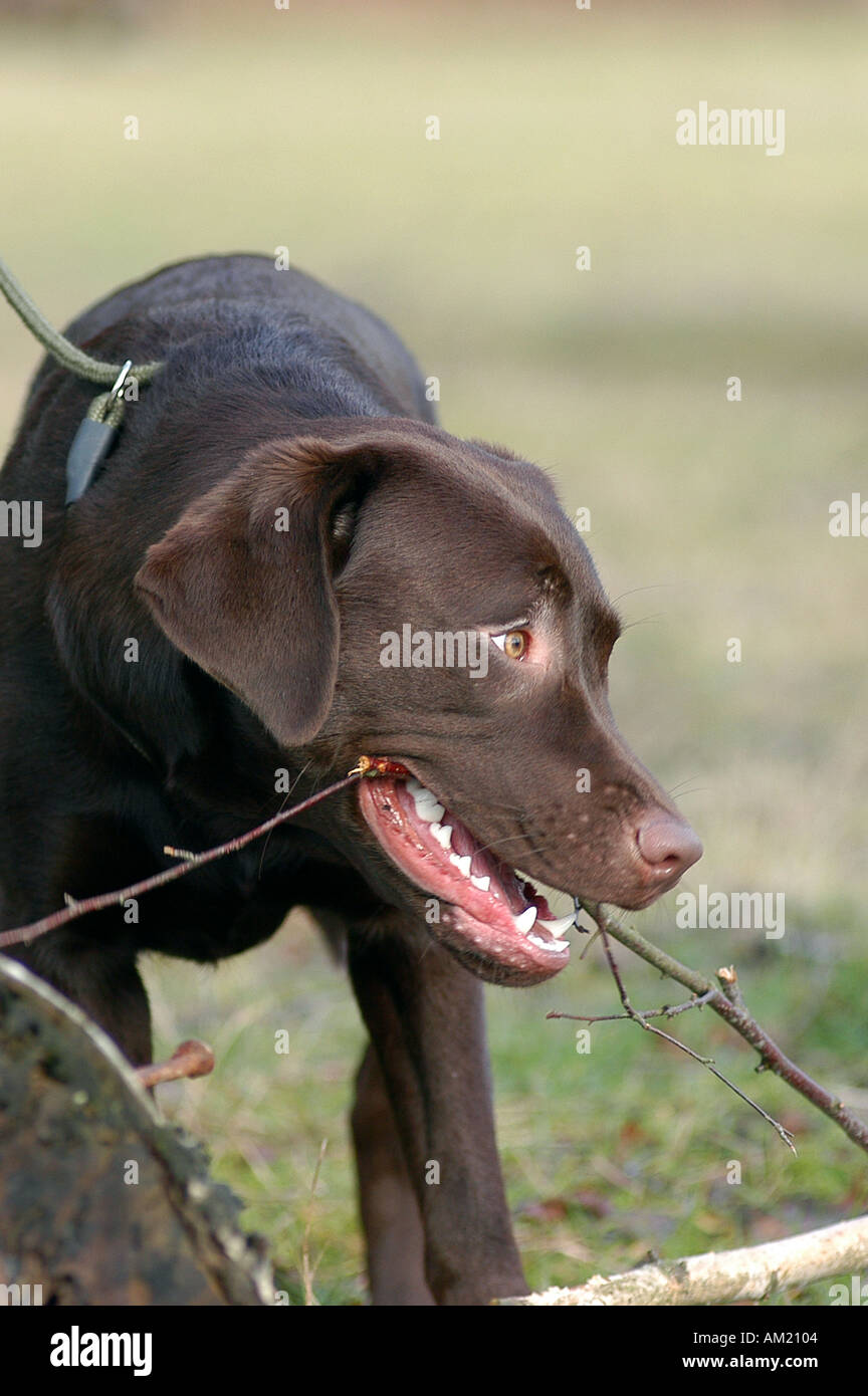 Brown Labrador Retriever dog chewing a branch Stock Photo - Alamy