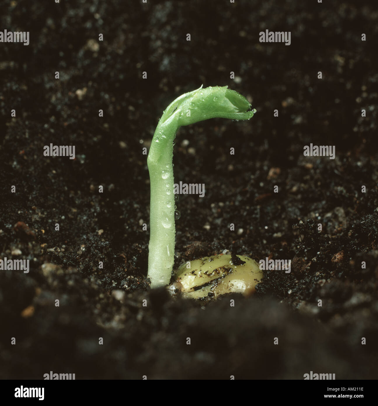 A pea seedling Pisum sativum with rain droplets emerging from the soil ...