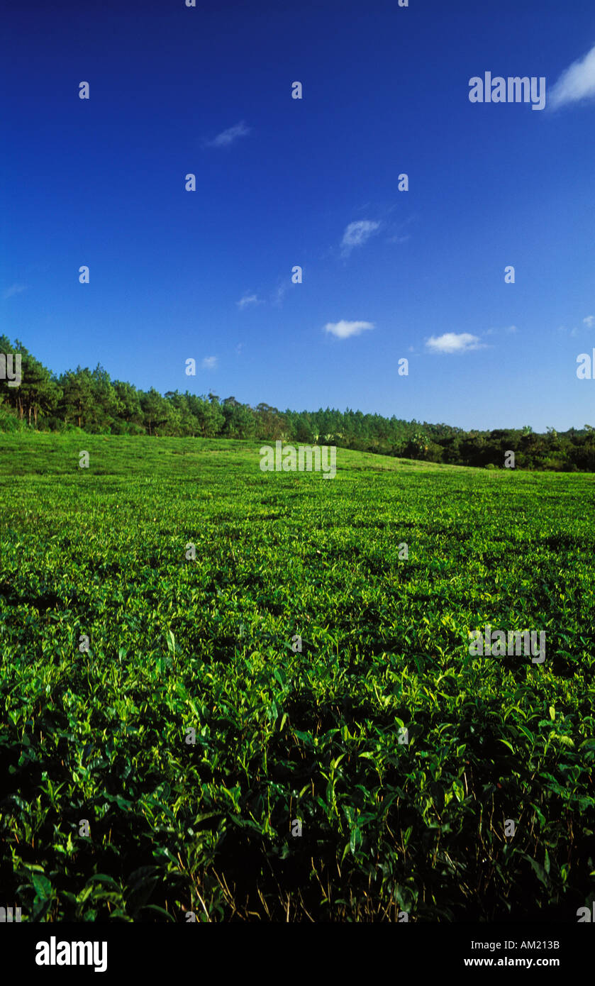 Tea Plantation Mauritius Stock Photo - Alamy