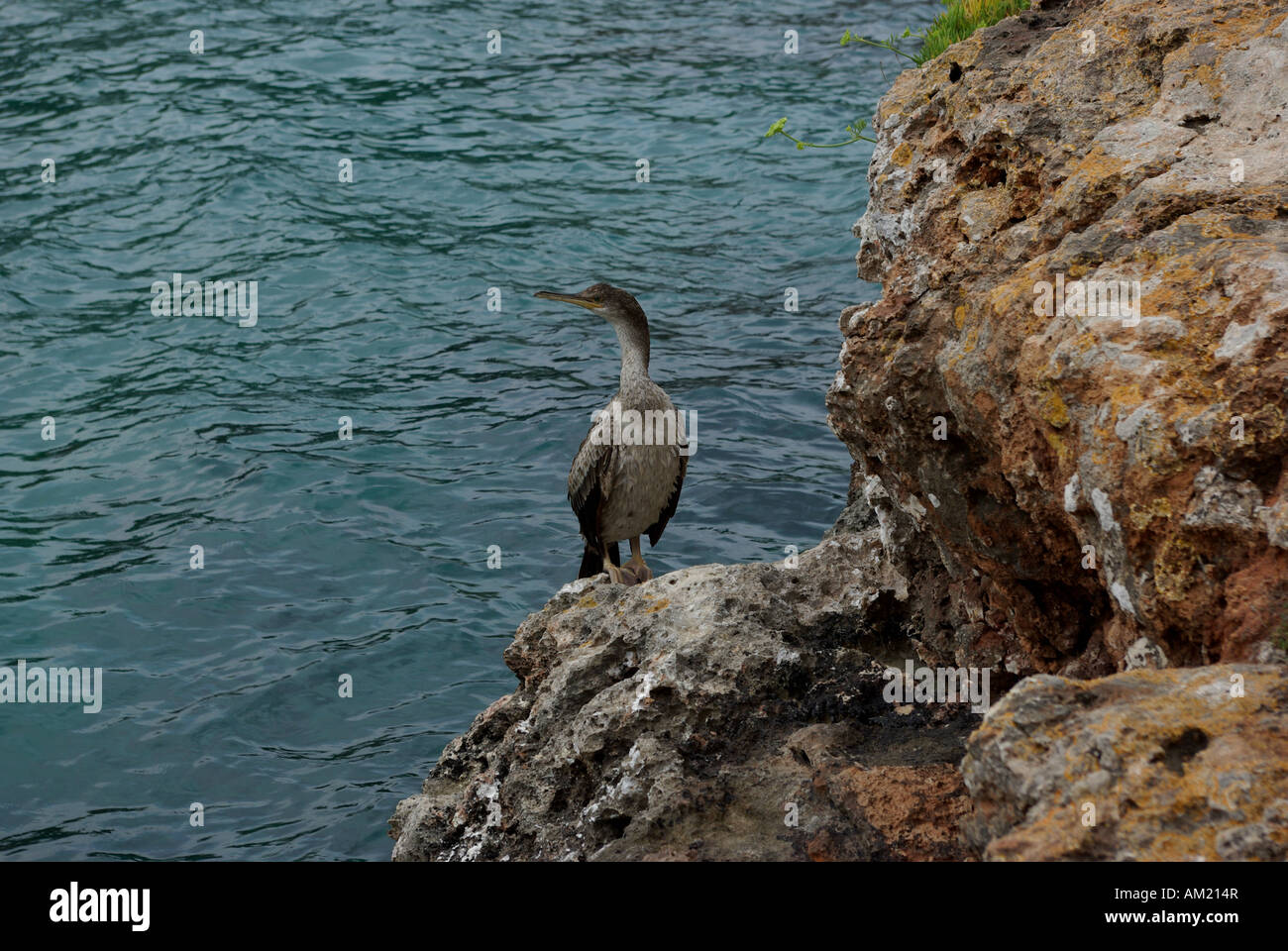 Bird on rock of Mallorca Island coast east coast Cala Egos Spain Stock ...