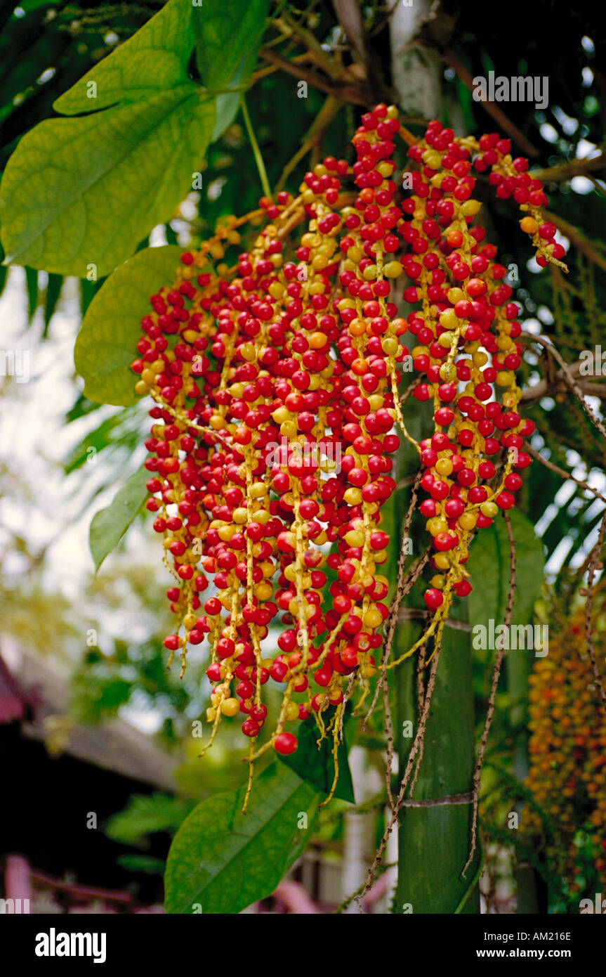 Palm tree berries fruit dates koh samui thailand hi-res stock ...