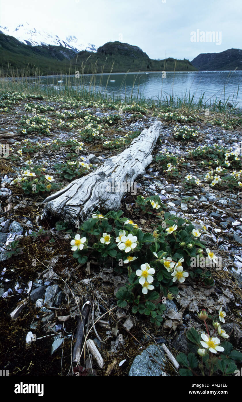 Wild strawberries, Glacier Bay National Park, Alaska Stock Photo - Alamy