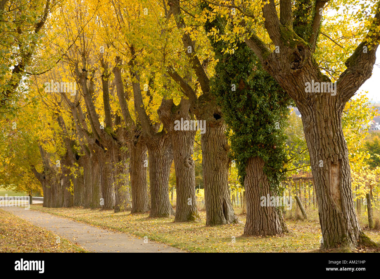 Tree-lined path with black poplars in autumn, University Hohenheim ...