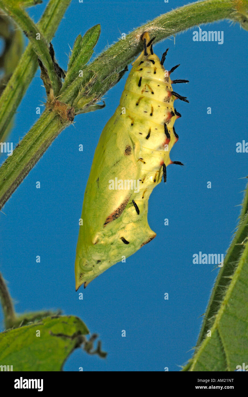 Peacock Inachis io (Nymphalis io), pupa suspended from a stem of a ...