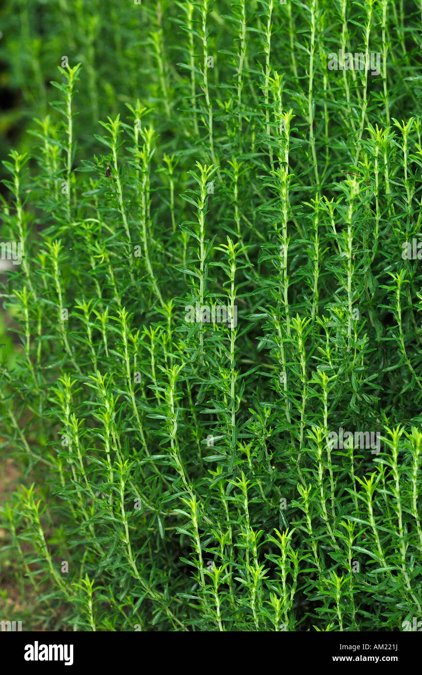 Satureja spice hi-res stock photography and images - Alamy