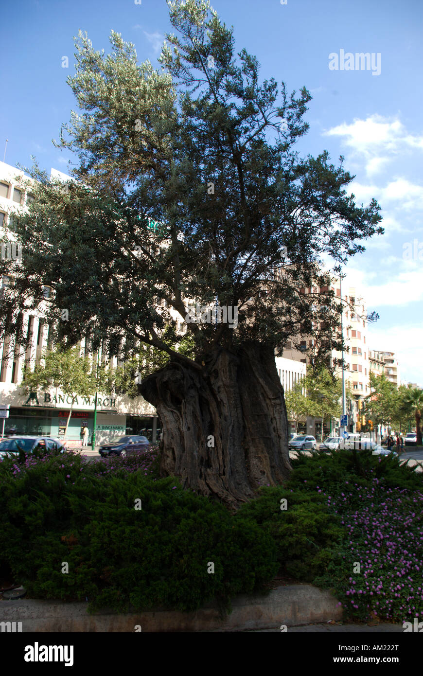 A tree in the centre of Palma de Mallorca Spain Stock Photo - Alamy