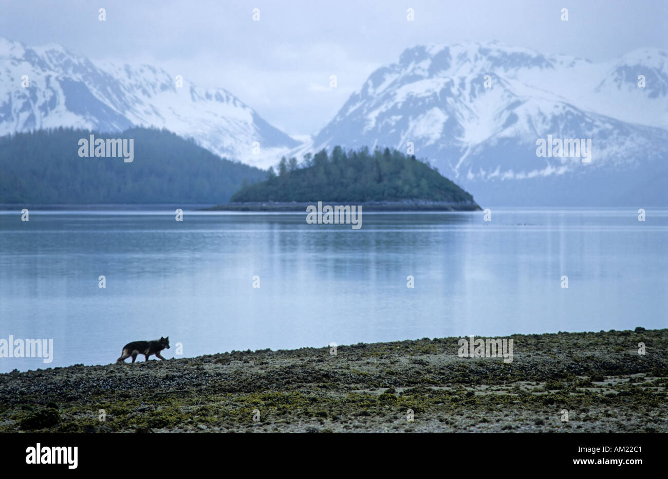 Coastal wolf alaska hi-res stock photography and images - Alamy
